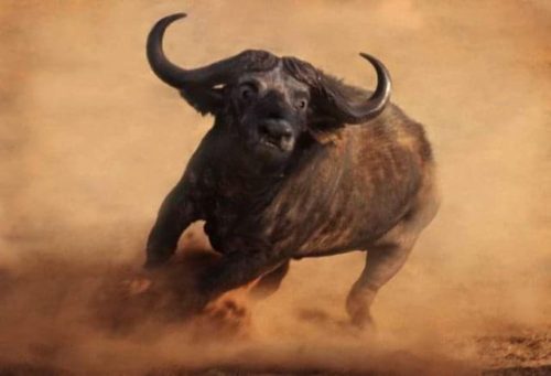 Cape Buffalo Facts | African Buffalo | Best Wildlife Facts