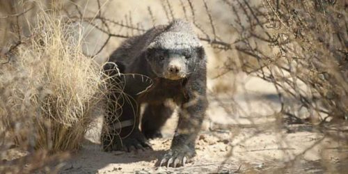 Honey Badgers » Kenya Safaris| Tanzania Safaris| 2020/21