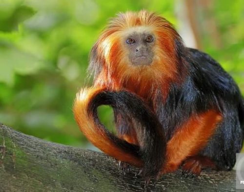 African Monkeys Facts | Best Wildlife Facts | Travel Facts