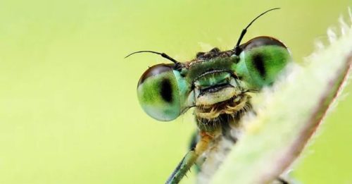 Insects » Kenya Safaris| Tanzania Safaris| 2020/21