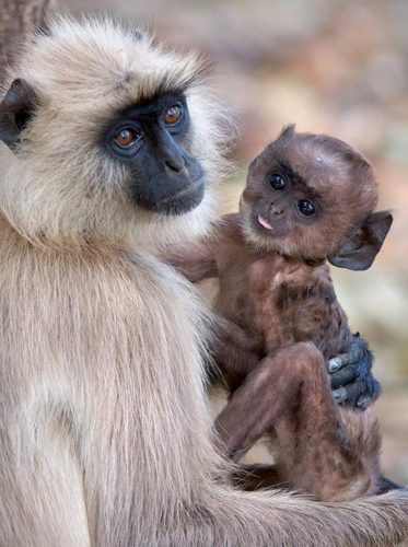 African Monkeys Facts | Best Wildlife Facts | Travel Facts