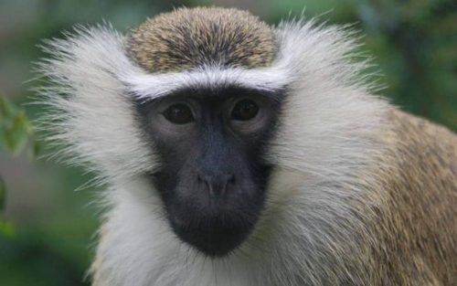 African Monkeys Facts | Best Wildlife Facts | Travel Facts
